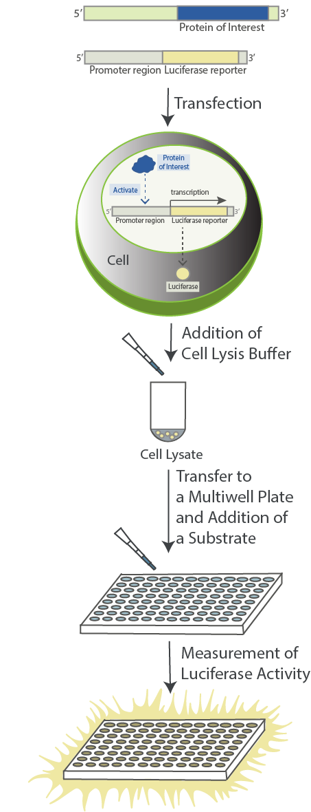 A Deep Dive Into the Luciferase Assay: What It is, How It Works and More | GoldBio